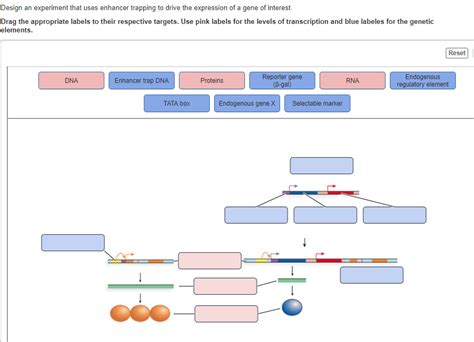 Solved Design An Experiment That Uses Enhancer Trapping To