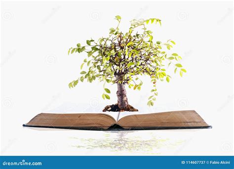 Tree Growing On A Book Stock Image Image Of Magic Information 114607737