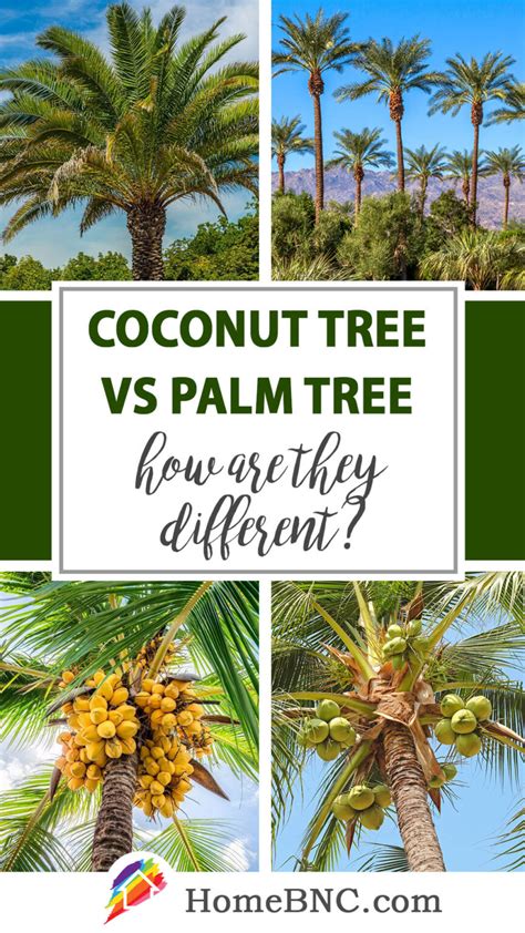 Coconut Tree Vs Palm Tree How Are They Different