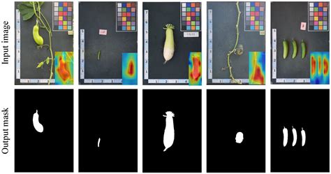 Adapting The Segment Anything Model For Plant Recognition And Automated Phenotypic Parameter