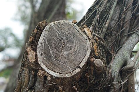 Premium Photo A Branch Cut From The Tree
