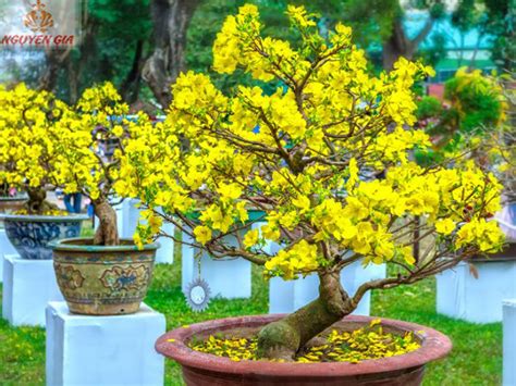 Ý Nghĩa Của Hoa Mai Vàng Trong Phong Thủy