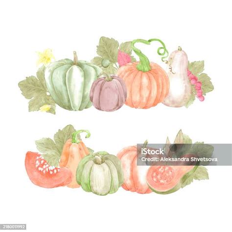 손으로 그린 수채화 잘 익은 호박 와 열매 와 잎 구성 와 백색 배경 절연 통하고 있는 엽서 라벨 스크랩북 및 기타 인쇄 제품에 사용할 수 있습니다 0명에 대한 스톡 벡터