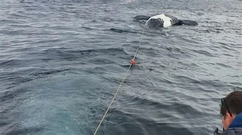 鮮血狂染海灣！13隻巨鯨「離奇翻肚」屍躺一片 死因竟陷謎團 Enews新聞網