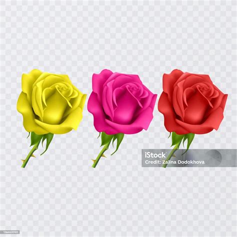 투명 한 배경과 현실적인 장미 벡터 일러스트에 빨간 장미 꽃잎 장미에 대한 스톡 벡터 아트 및 기타 이미지 장미 투명 배경