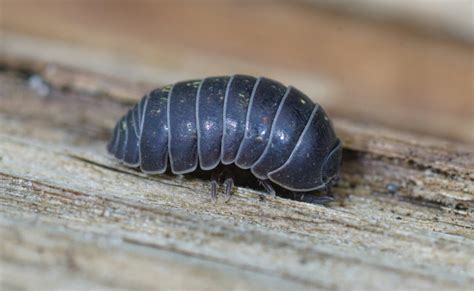 A Roly Poly Roundup Of Facts About The Beloved Doodlebug 101 Highland