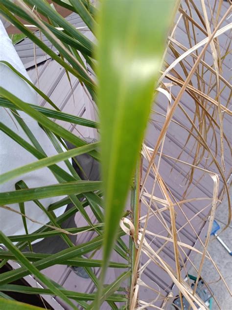 Fusarium Wilt Discussing Palm Trees Worldwide Palmtalk