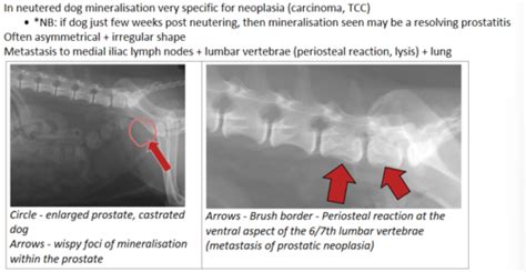 Sa Urinary Flashcards Quizlet
