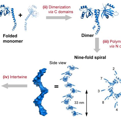 The Hierarchical Organization Of Sas 6 I A Linear Sas 6