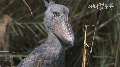 공룡의 후예가 나타났다 콩고 습지에 사는 거대한 새 슈빌｜kbs 걸작 다큐멘터리 180615 방송 Youtube