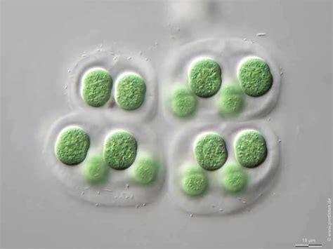 Chroococcus Subnudus Encyclopedia Mdpi