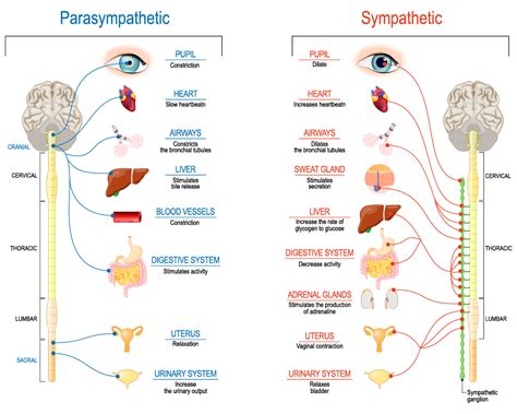The Vagus Nerve And Diaphragm — Kai Health