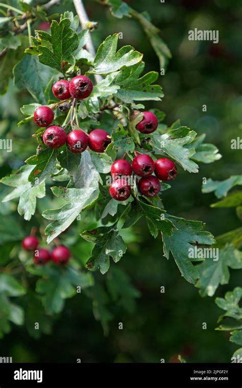 Common Hawthorn Crataegus Monogyna Kernobstgewächse Haw Hawthorn