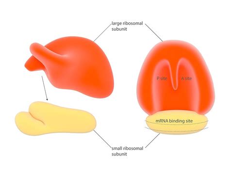 Structure Ribosome Infographics Vector Illustration On