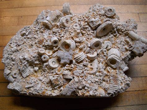 Crinoids Fossils