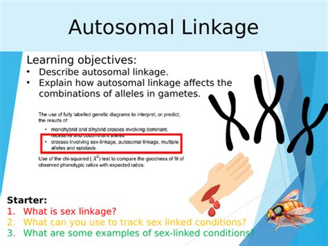 Aqa A Level Biology 177 Autosomal Linkage Teaching Resources