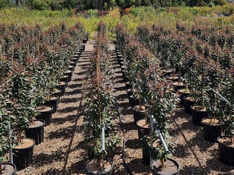 Eucalyptus Robusta Matong Wholesale Nursery Nurseries In Melbourne