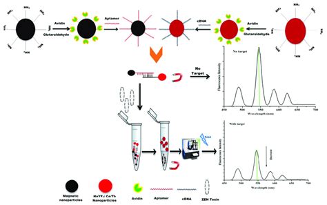 The Detection Principle Based On Mnps As Capture Probe And Fluorescent