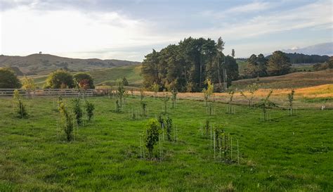 Protecting Fruit Trees An Invention Back To The Land