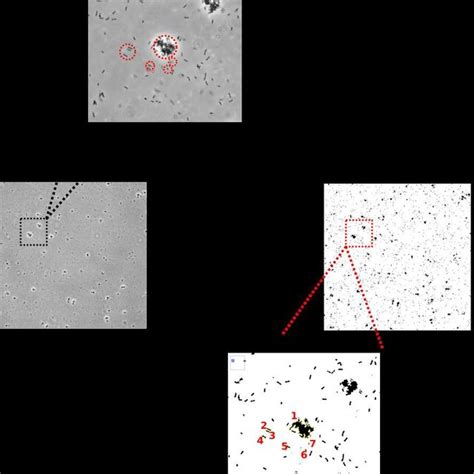 Computing The Aggregate Size Distribution Left Representative Phase