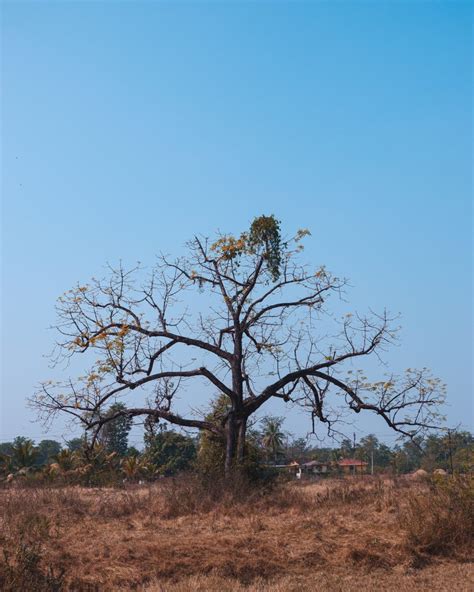 Tree Pixahive