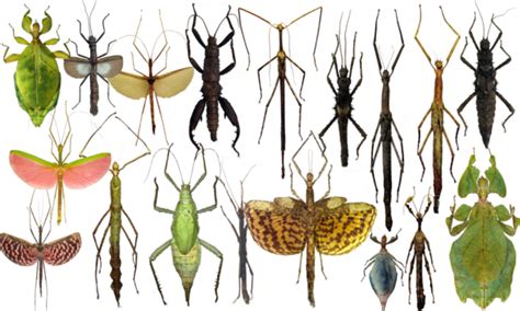 Insects Archives Bioquipbugs