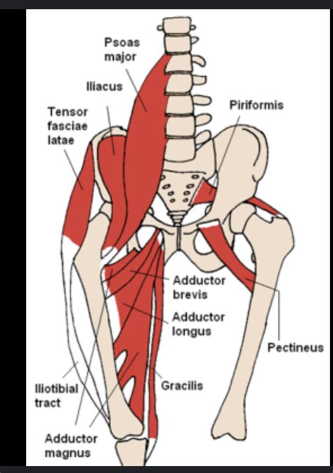 Human Pelvic Girdle Lower Limb Anatomy Diagram For Interactive Notebook