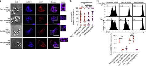 Noncanonical Cross Presentation Is Dependent On Sec22b Mediated Download Scientific Diagram