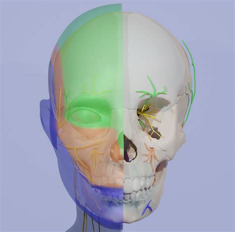 Che Cosè Il Nervo Trigemino