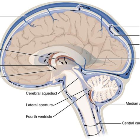 Cross Section Of A Human Brain Illustrating The CSF Space Download Scientific Diagram