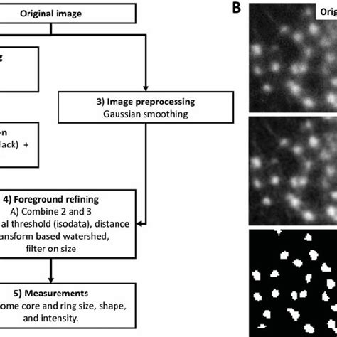 Schematic Overview Of Algorithm ~ A Main Processing Steps Of