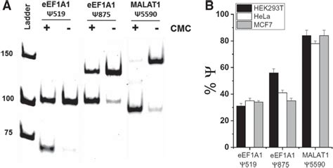 Sensitive And Quantitative Probing Of Pseudouridine Modification In Mrna And Long Noncoding Rna