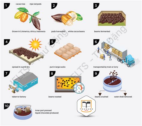 Ielts Process Cocoa Beans And Chocolate Process Diagram