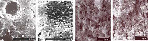 The Microstructure Of Raw Bovine Bone A Raw Bovine Bone After Download Scientific Diagram