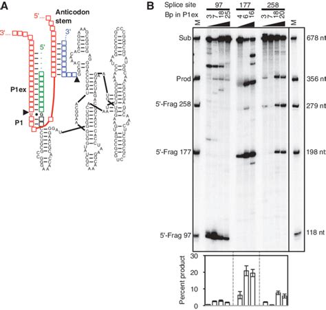 Effect Of The Anticodon Stem Design On The In Vitro Trans Splicing Effect Of The Anticodon Stem Design On The In Vitro Trans Splicing
