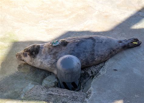 Cornish Seal Sanctuary Sea Life Trust Roach Bug 2024 25 Seal Pup Rescue Season
