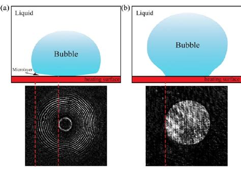 The Schematic Diagram Of Bubble Growth Process In Different Stages A Download Scientific
