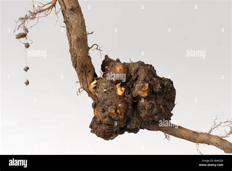 Crown Gall Agrobacterium Radiobacter Galls On Raspberry Root Stock