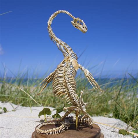 Does Nessie Need A Bikini Should I Put This In Nsfw Ifunny