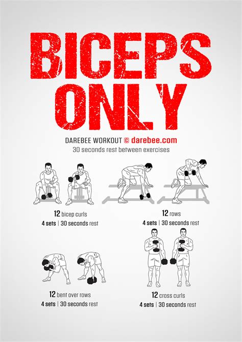 Dumbbell Bicep Exercises