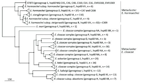 Approximately Maximum Likelihood Phylogenetic Trees Based On