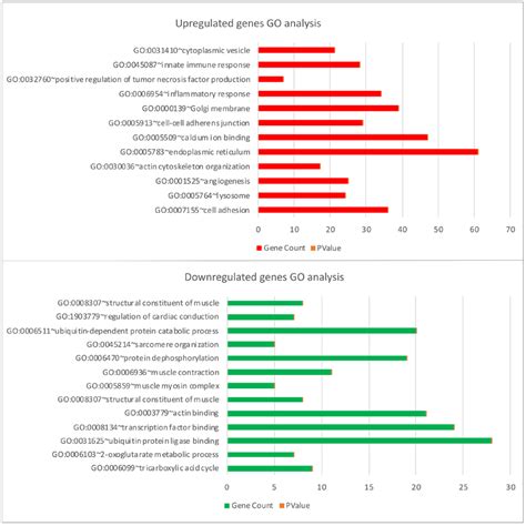 Go Enrichment Analysis Of Upregulated And Downregulated Genes In Biceps