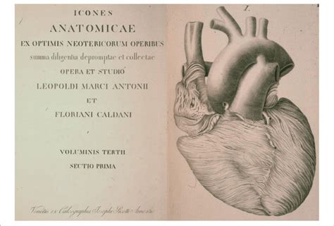 The First Historical Description Of Myocardial Bridge Made In 1834 By Download Scientific