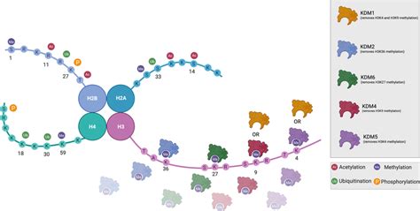Overview Of Histone H3 Lysine Methylation And Its Respective