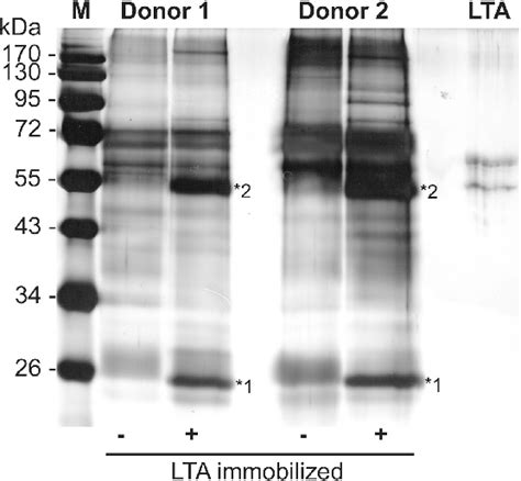 Figure 3 From Innate Immune Recognition Of Staphylococcus Aureus Cell Wall Components