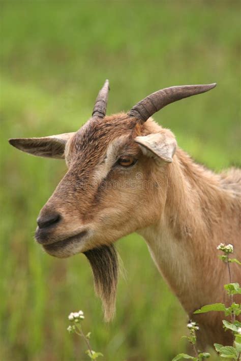 Ziege Mit Einem Bart Und Langen Hörnern Porträtfoto Stockbild Bild Von Hupe Fauna 77908405