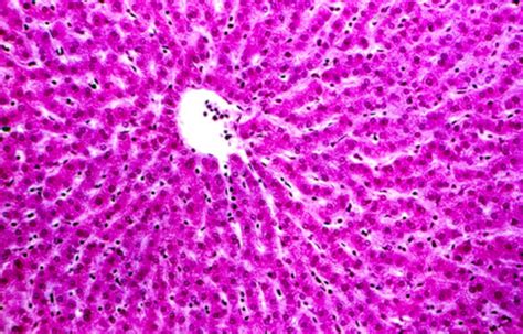 Gi Exam 1 Gi Ii Histology Flashcards Quizlet