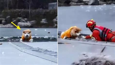 영하 10도 추위 속 얼어붙은 호수 위에서 놀다가 얼음 깨져 물에 빠진 강아지 구조한 소방관