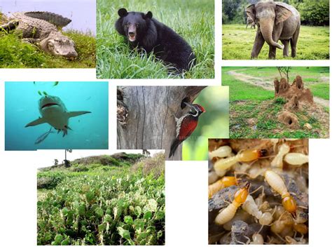 Lesson 4 Ecosystem Functions And Ecosystem Services PDF