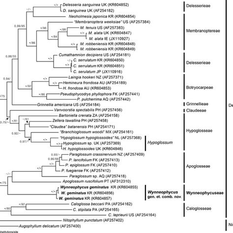 Phylogenetic Tree Based On Bayesian Analysis Of Rbcl Sequences Values